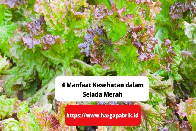 4 Manfaat Kesehatan dalam Selada Merah