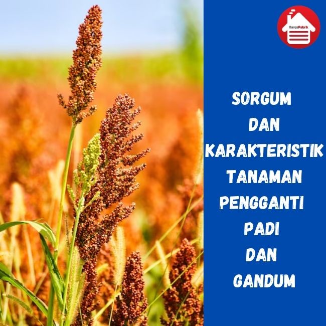Sorgum: Mengenal Sorgum dan Karakteristiknya